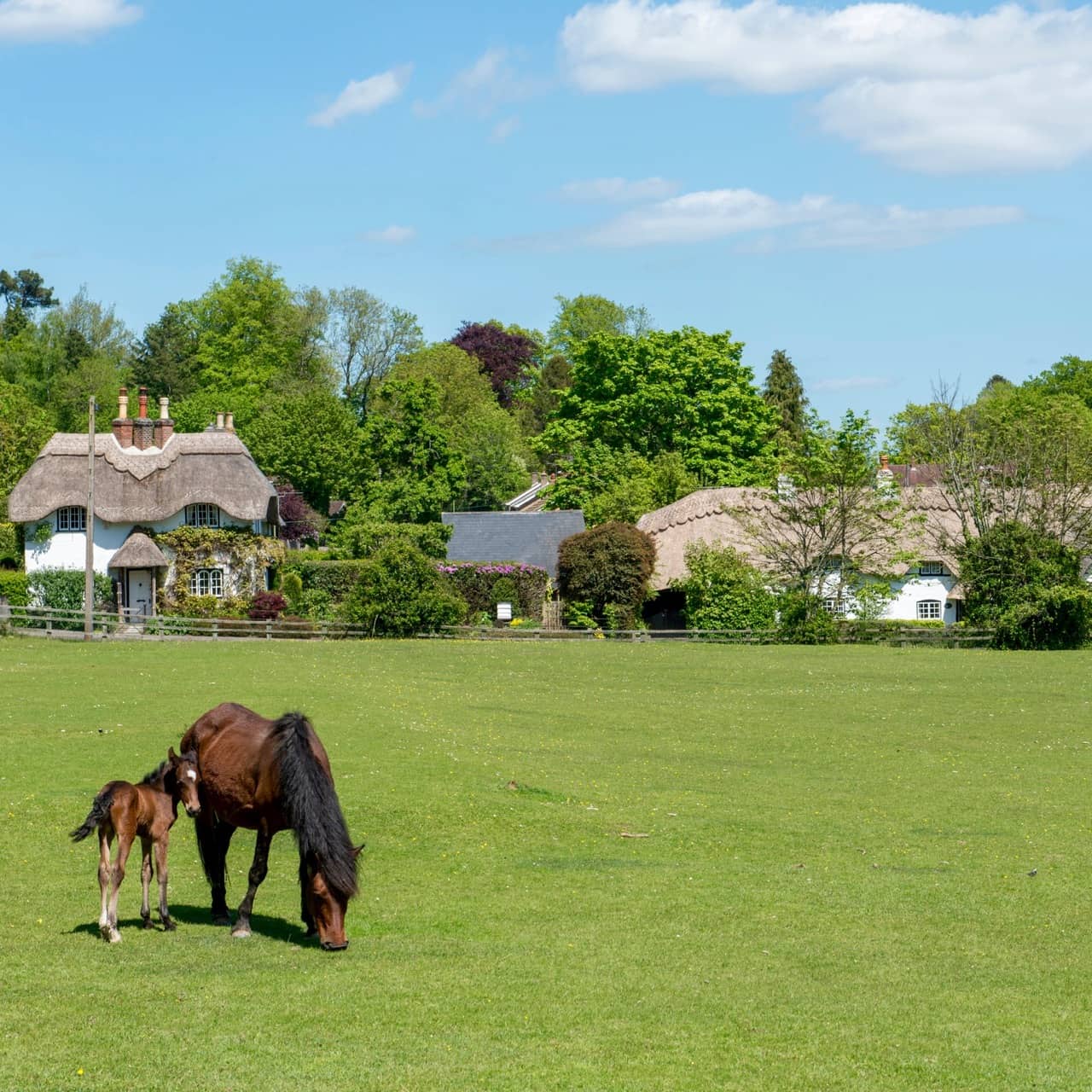 New Forest - 101 Family Holidays